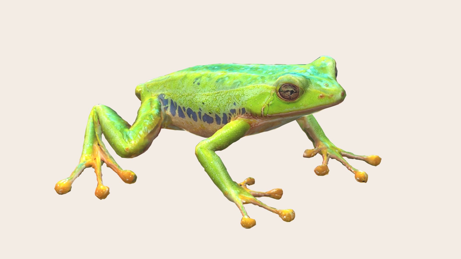 3D Splendid Leaf Frog Model - TurboSquid 2282855