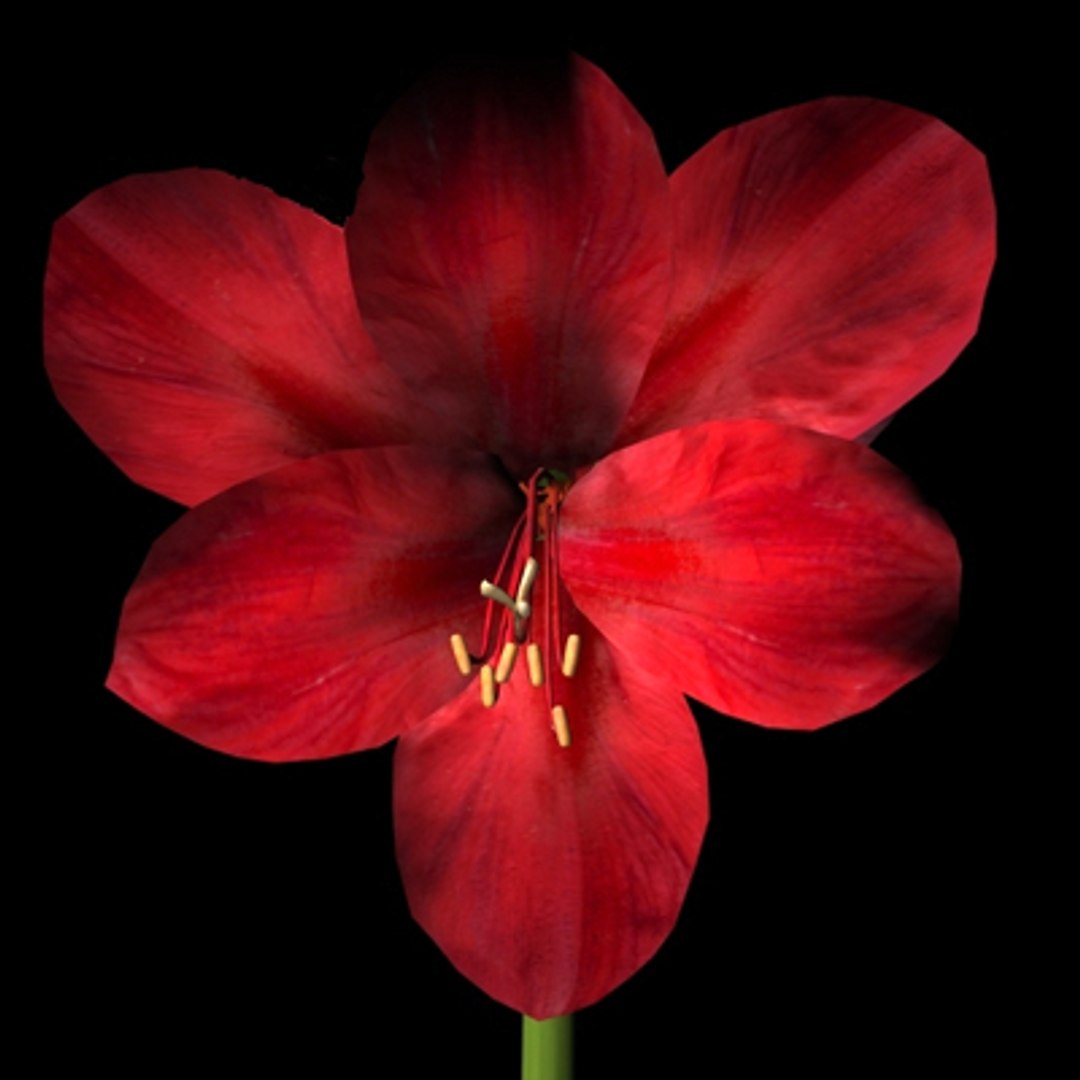 3d flower amaryllis model