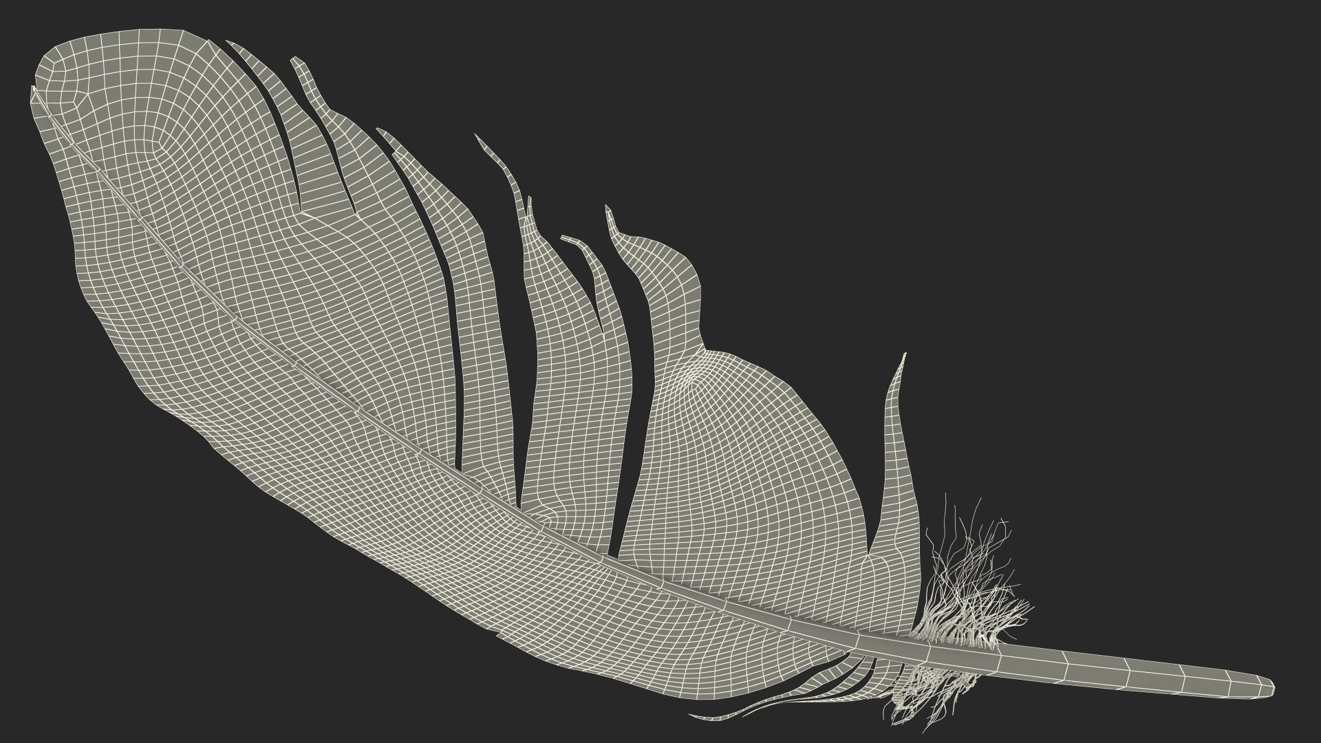 3D Model Pheasant Feather - TurboSquid 2163507