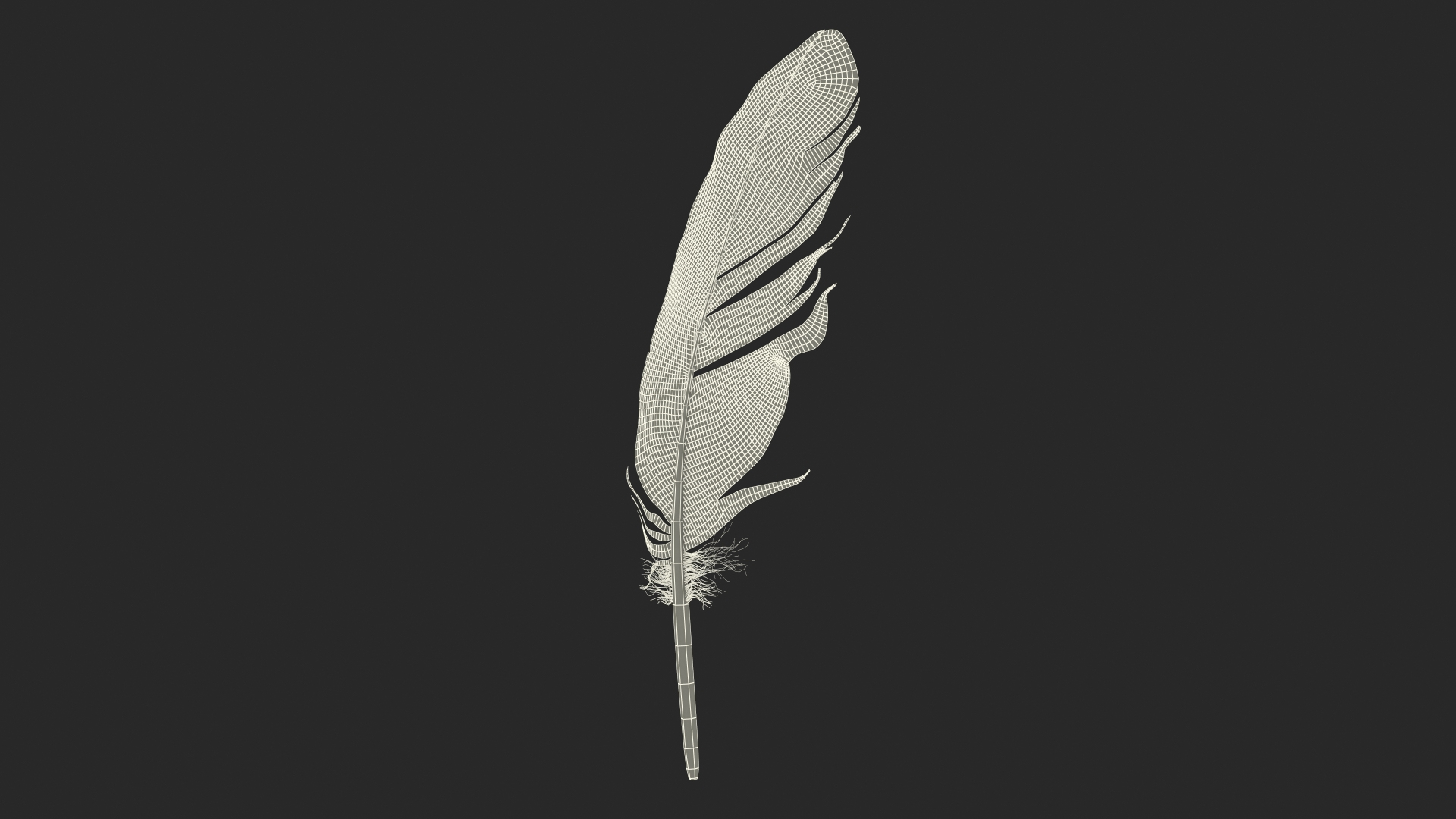 3D Model Pheasant Feather - TurboSquid 2163507