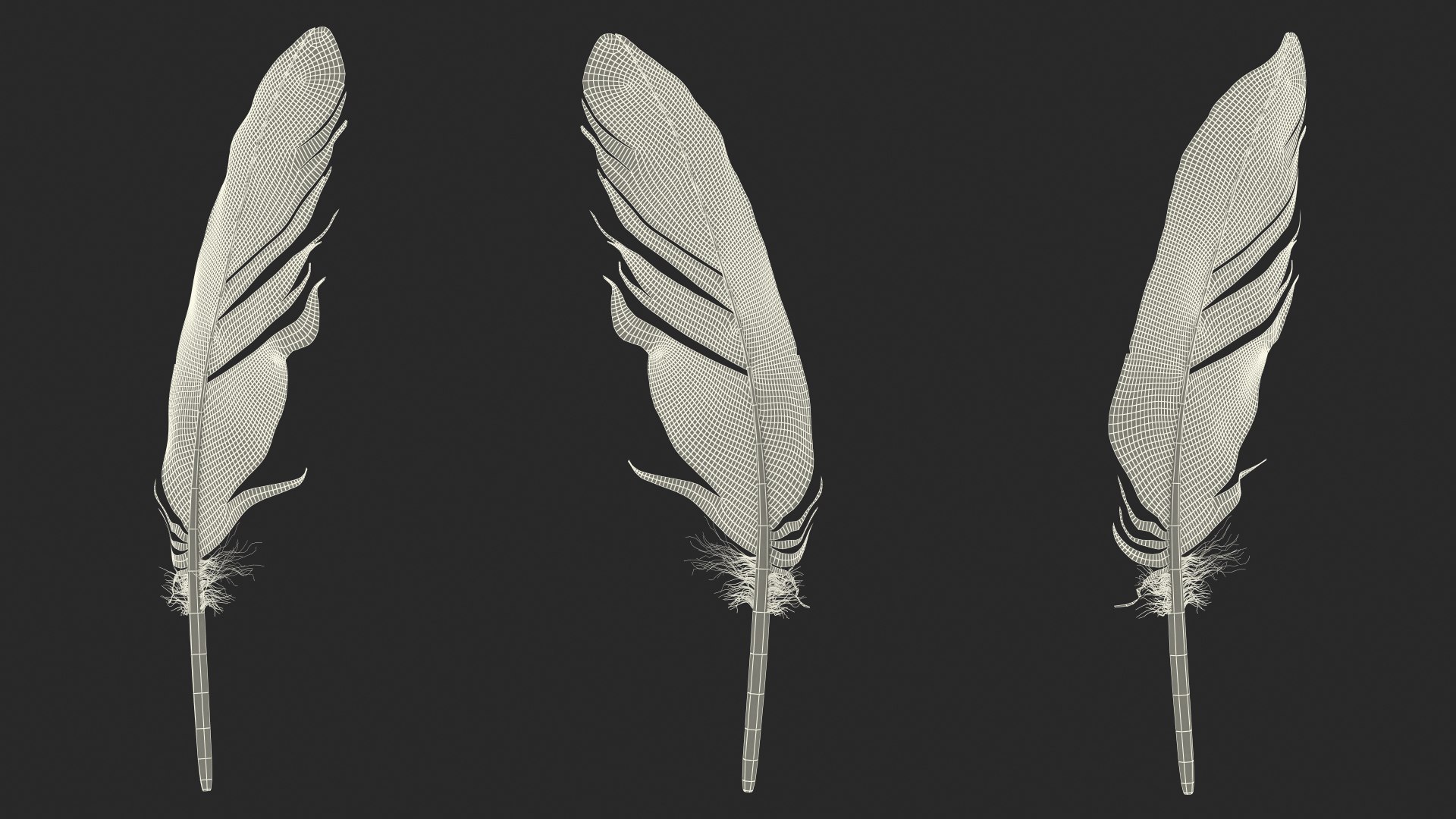 3D Model Pheasant Feather - TurboSquid 2163507