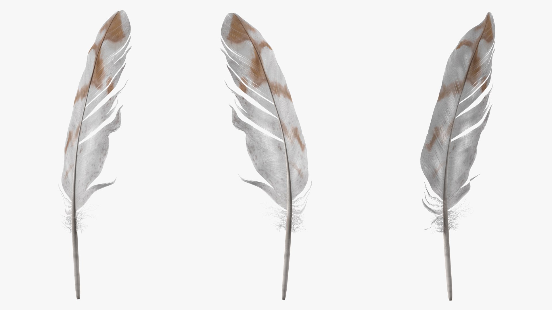 3D Model Pheasant Feather - TurboSquid 2163507