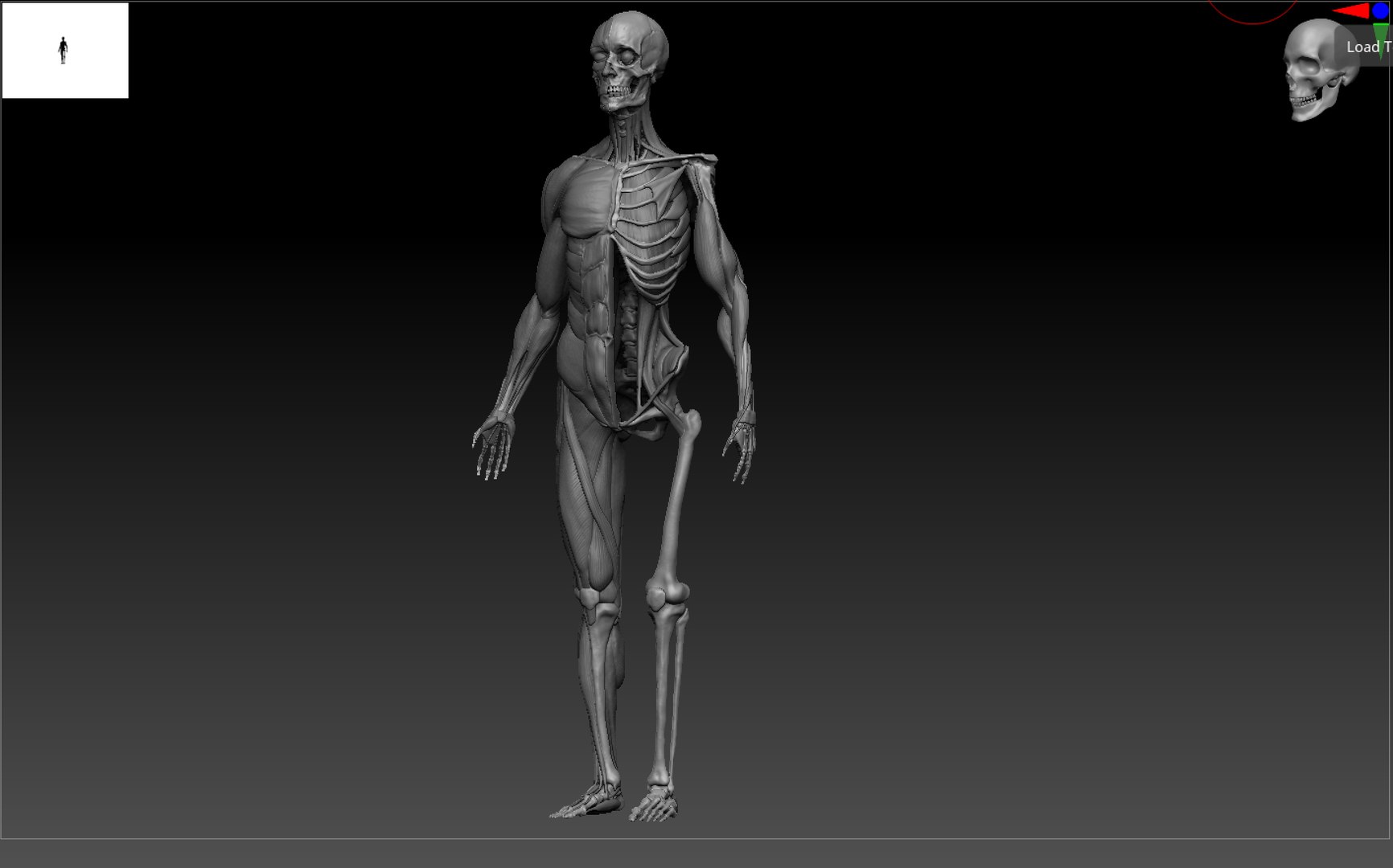 Skeleton Muscles Study 3D Model - TurboSquid 1532554