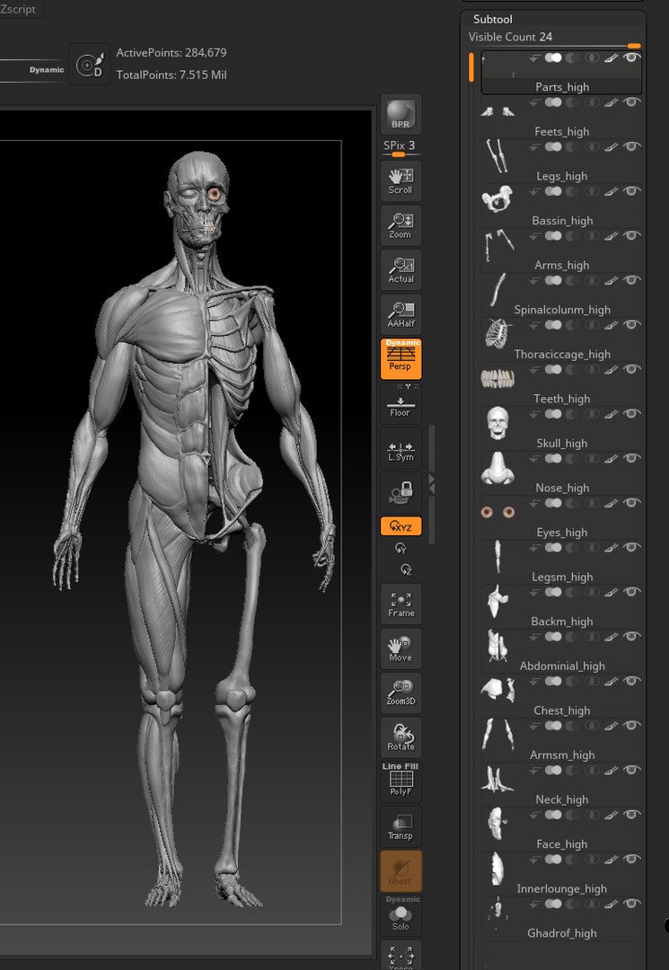 Skeleton Muscles Study 3D Model - TurboSquid 1532554