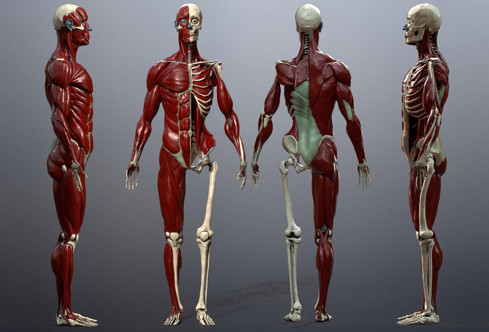 Skeleton Muscles Study 3D Model - TurboSquid 1532554