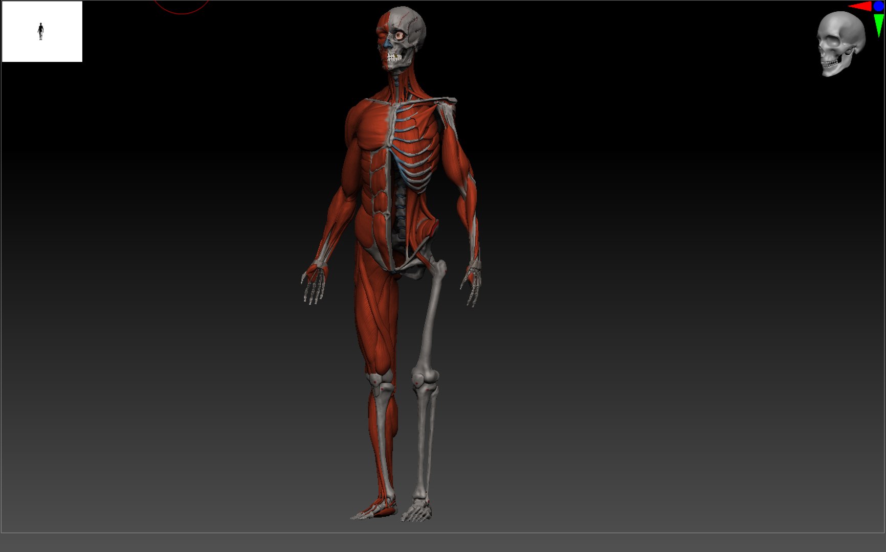 Skeleton Muscles Study 3D Model - TurboSquid 1532554