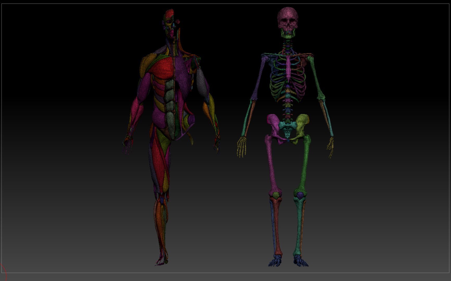 Skeleton Muscles Study 3D Model - TurboSquid 1532554