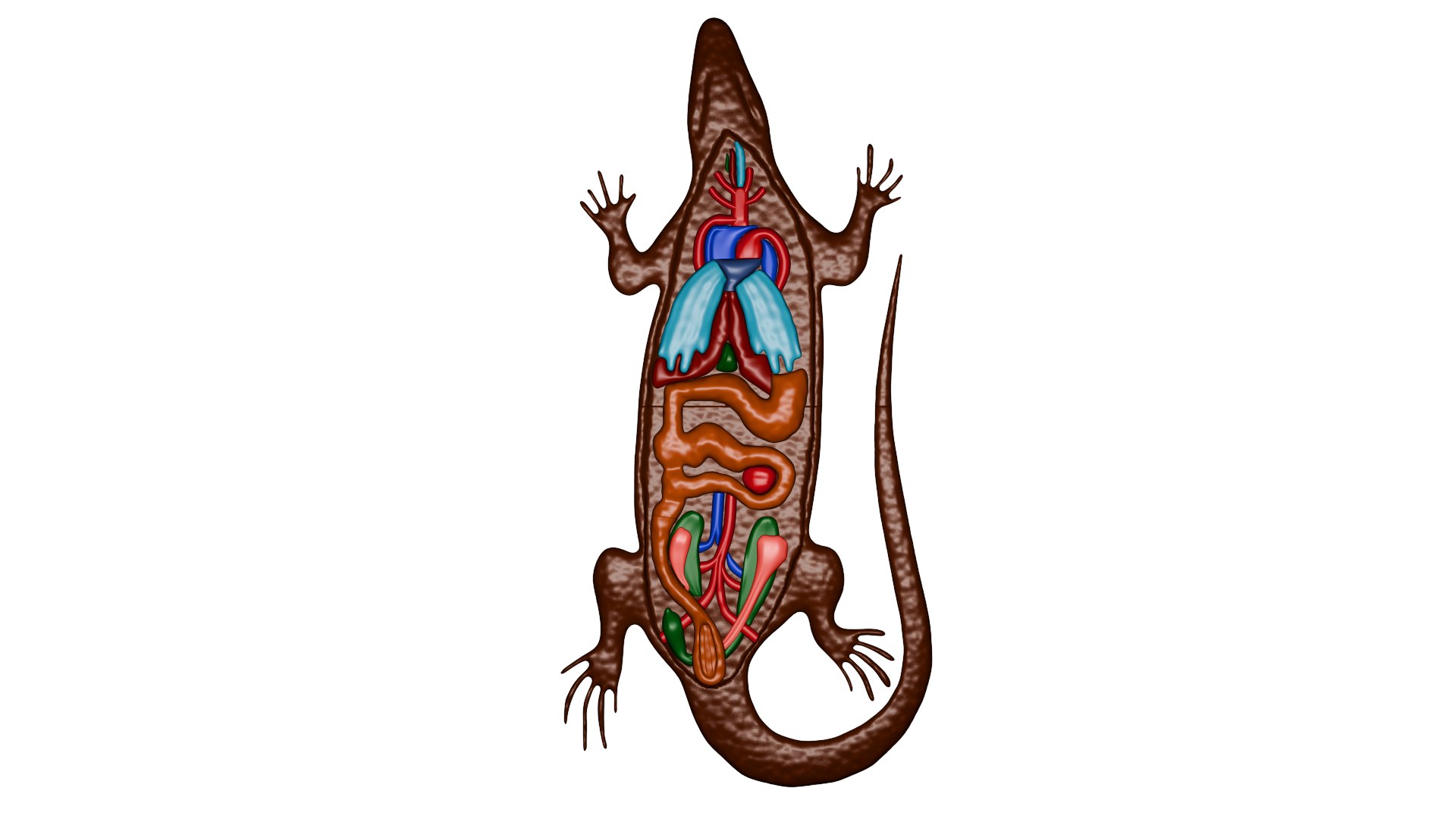 3D Lizard 3d Model - TurboSquid 2311146