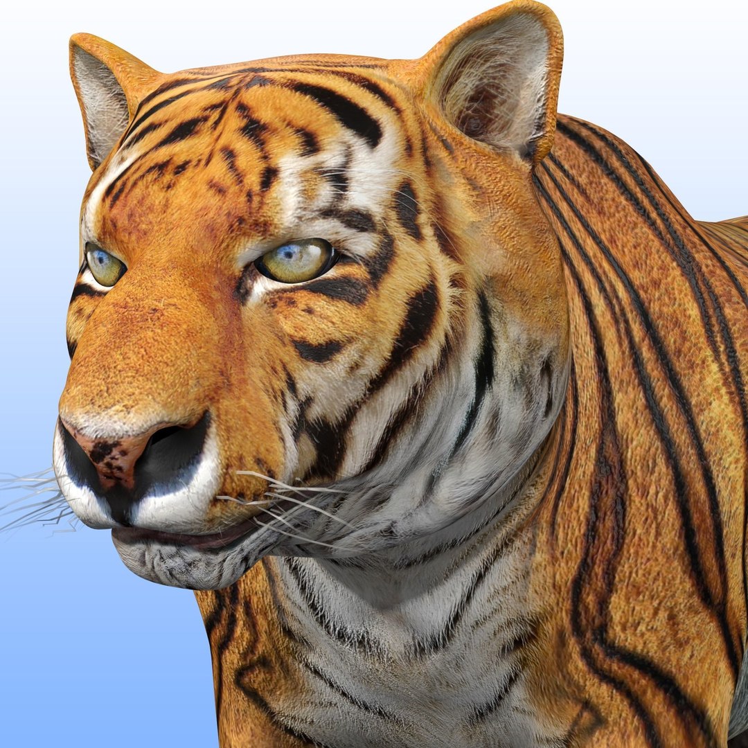 3D Model Tiger Rigged - TurboSquid 1880954