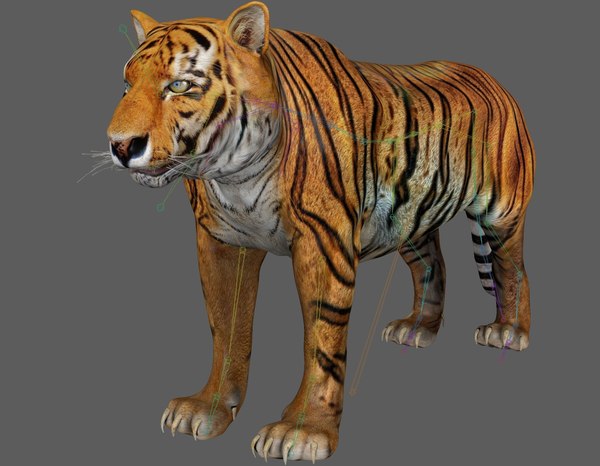 3D model Tiger Rigged - TurboSquid 1880954