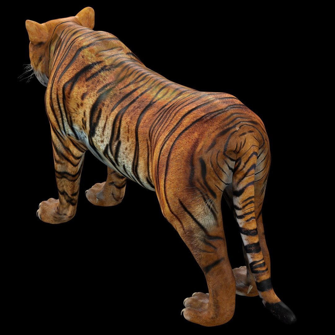 3D Model Tiger Rigged - TurboSquid 1880954