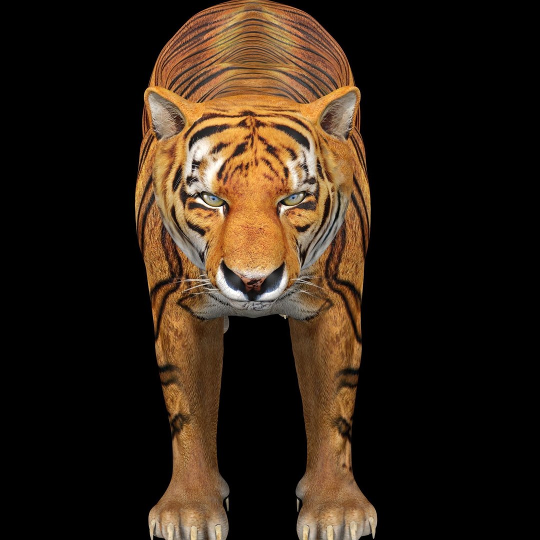 3D Model Tiger Rigged - TurboSquid 1880954
