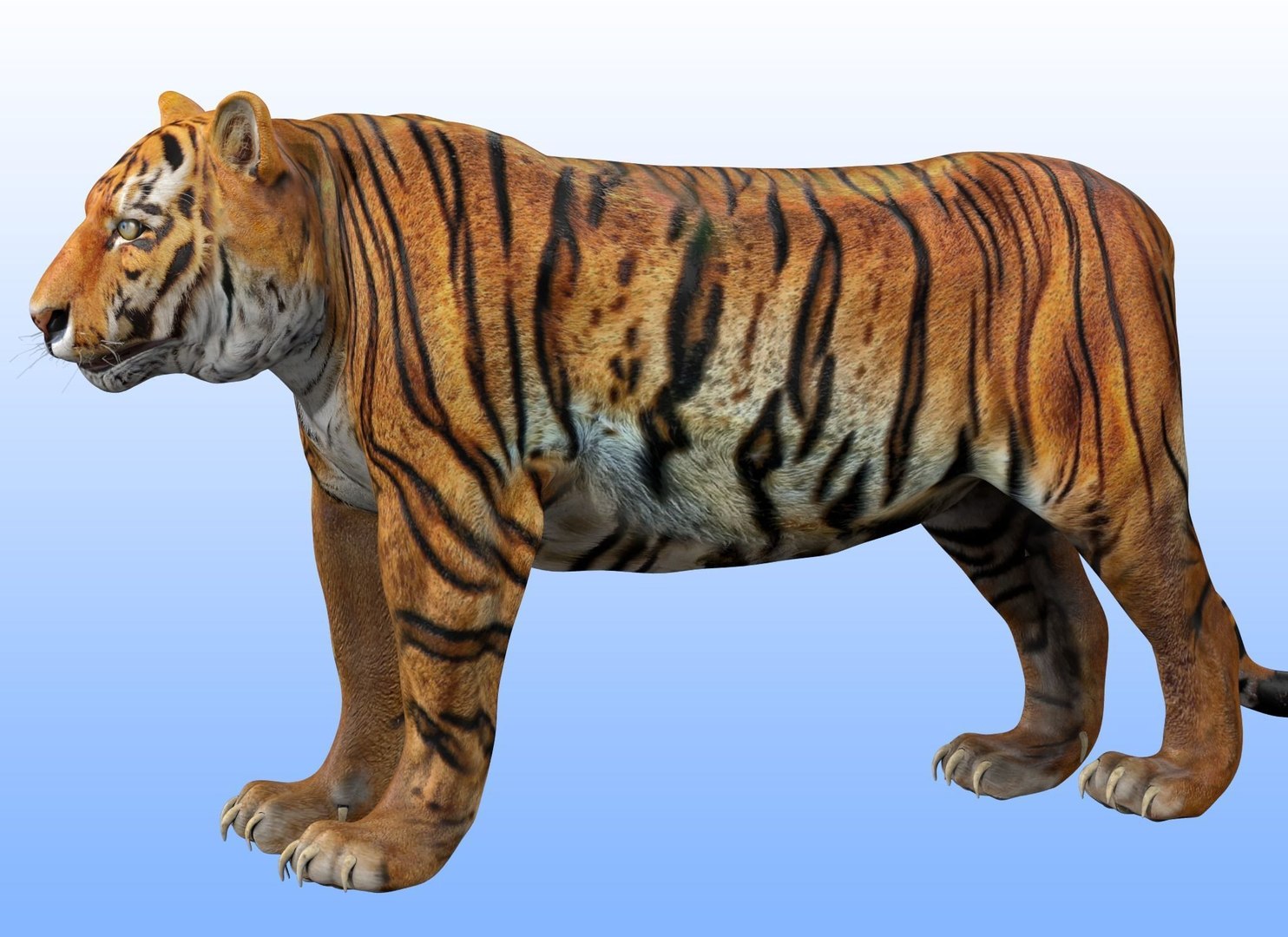 3D Model Tiger Rigged - TurboSquid 1880954