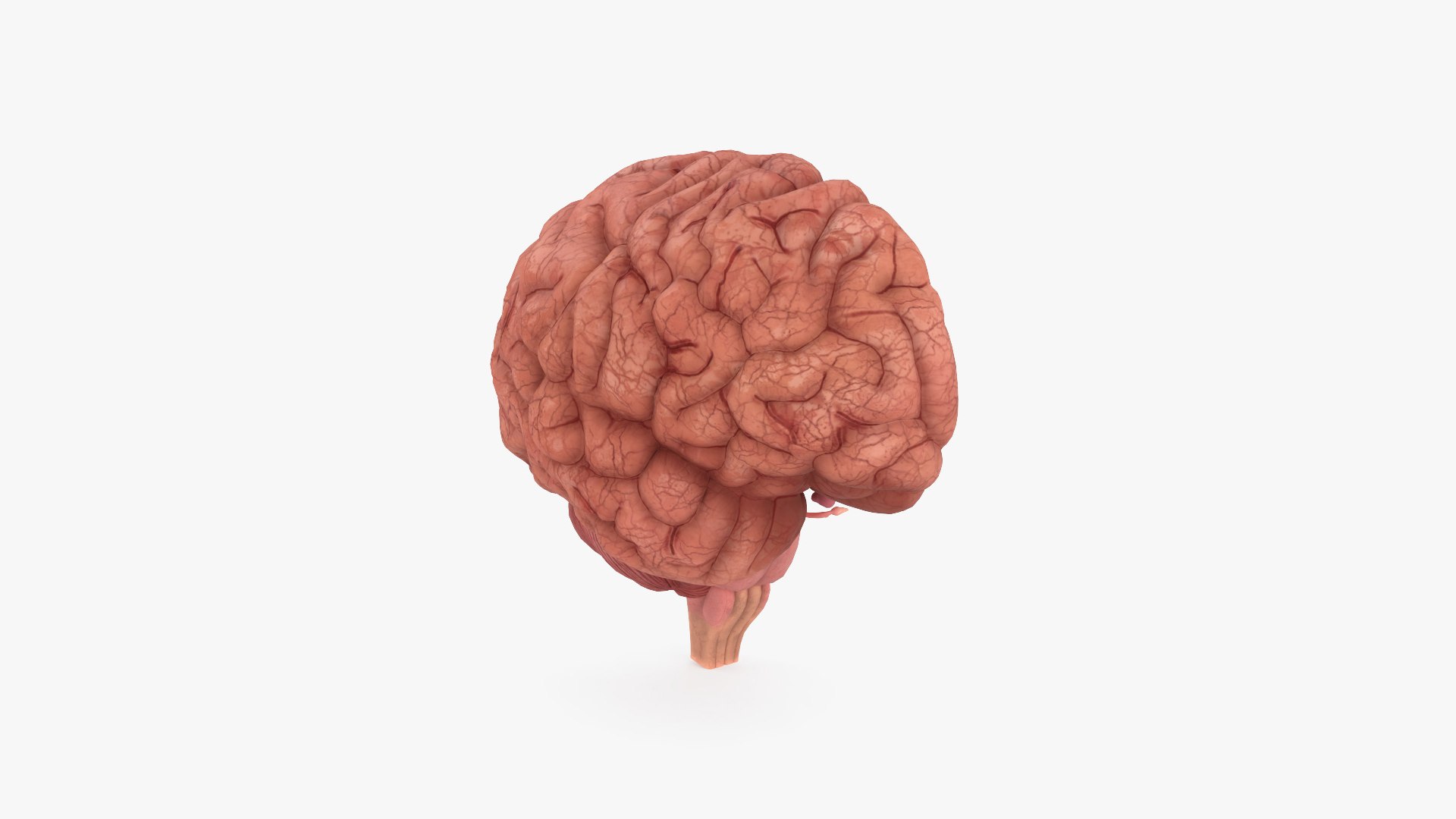 3D model Human Brain Cross Section - TurboSquid 2181519