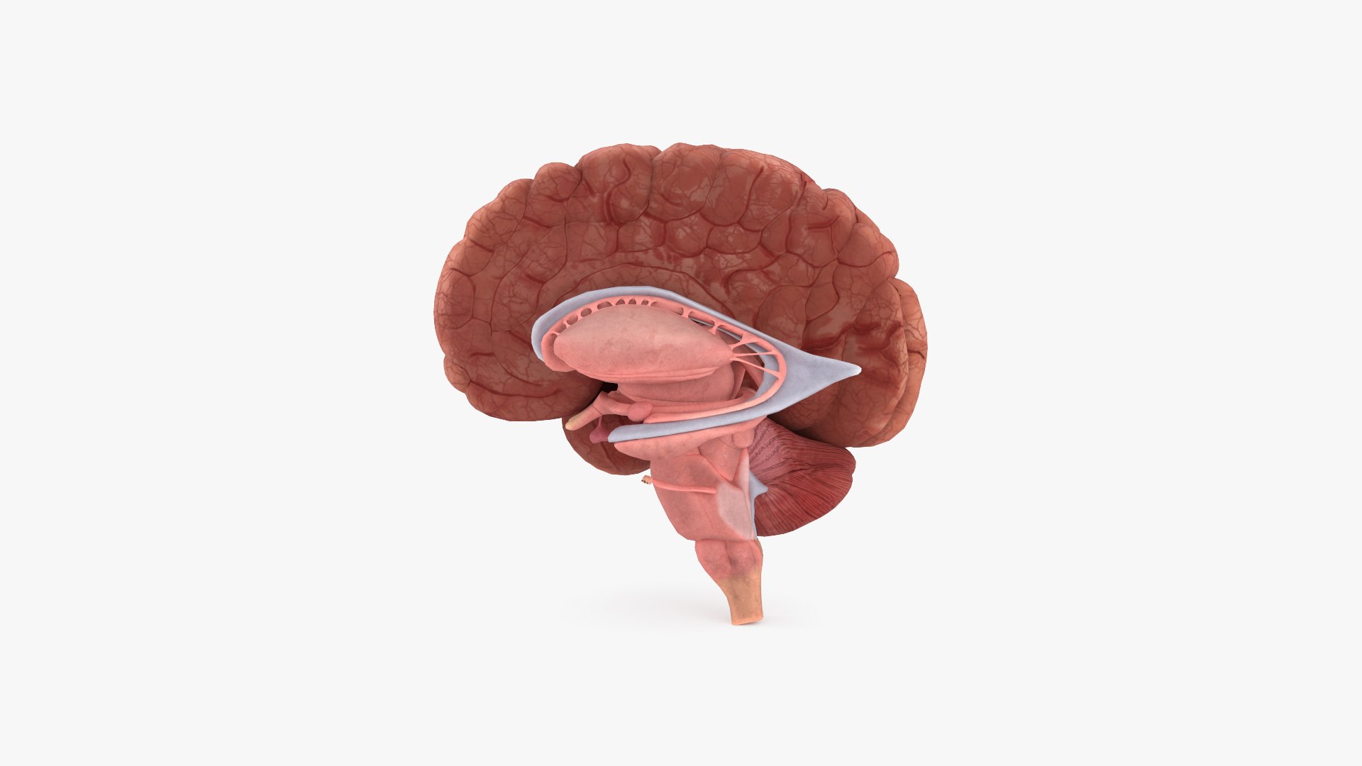 3D model Human Brain Cross Section - TurboSquid 2181519