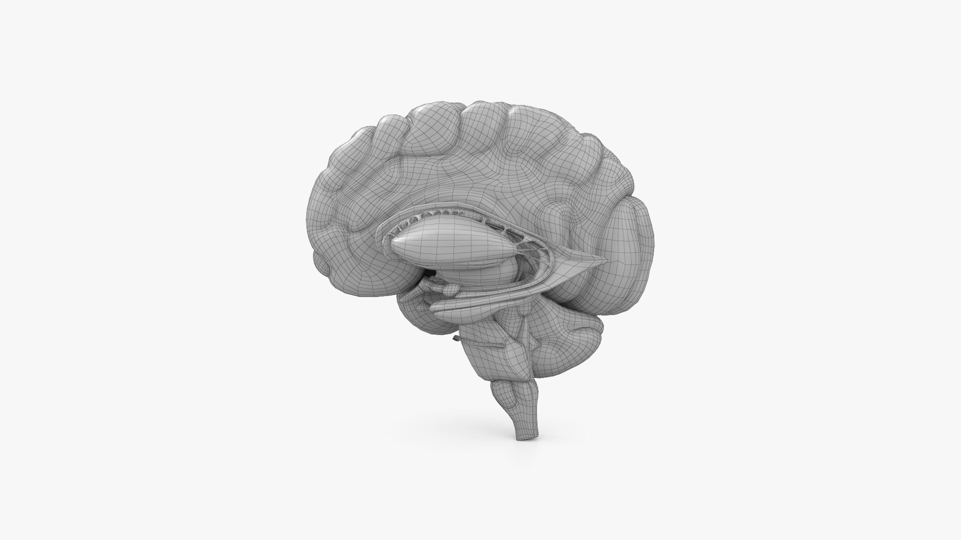 3D model Human Brain Cross Section - TurboSquid 2181519