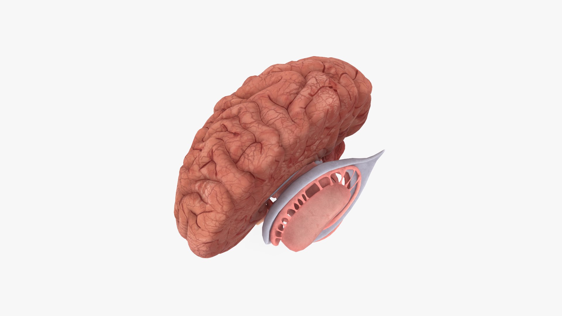 3D model Human Brain Cross Section - TurboSquid 2181519