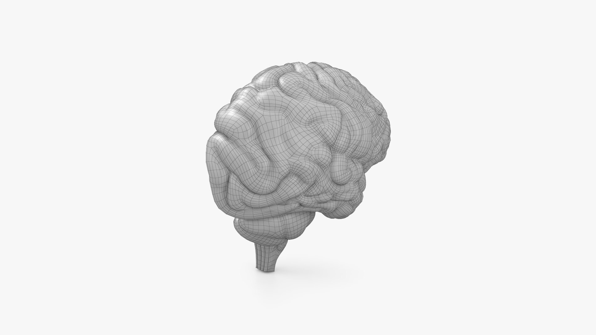 3D model Human Brain Cross Section - TurboSquid 2181519