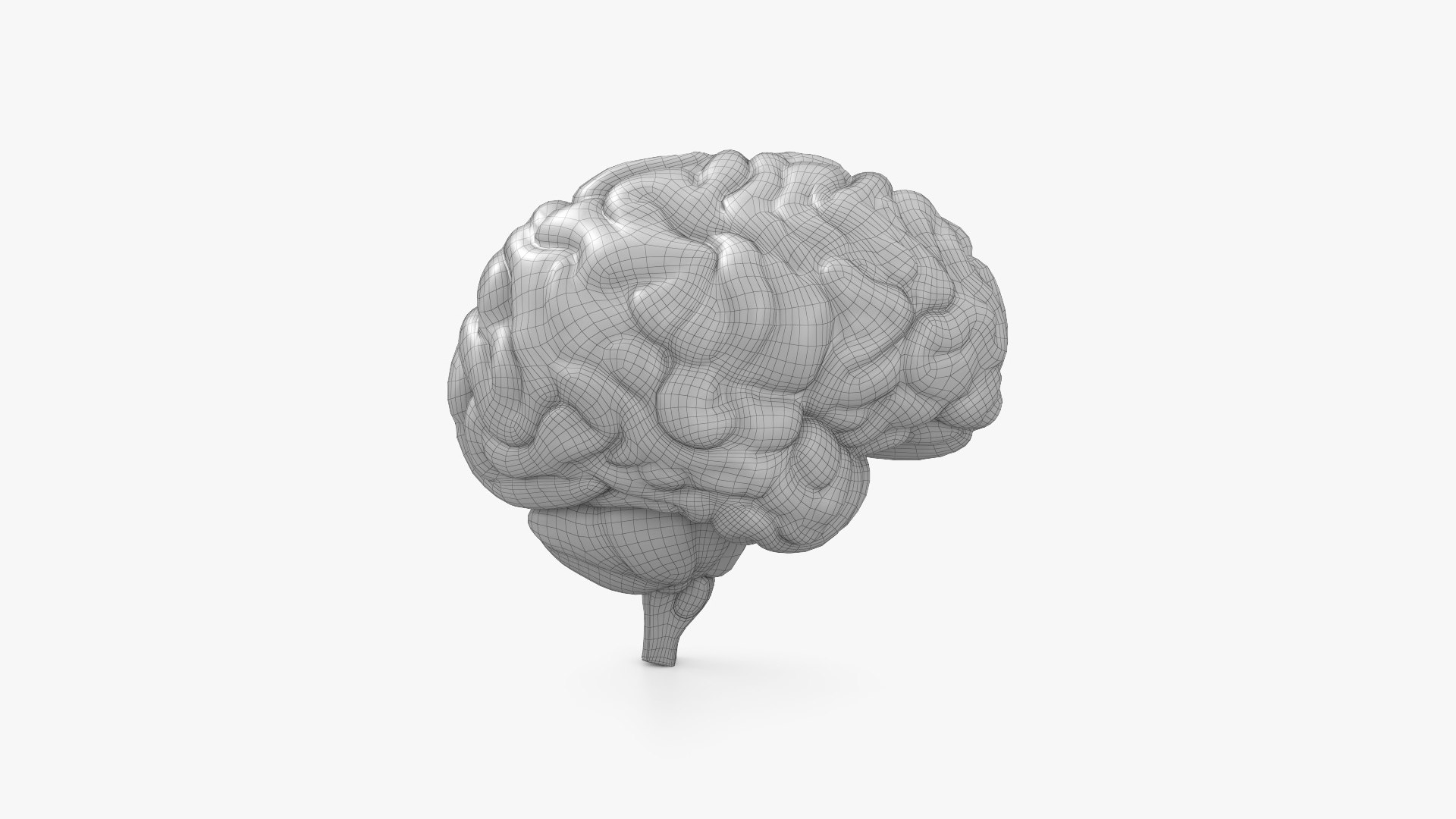 3D model Human Brain Cross Section - TurboSquid 2181519