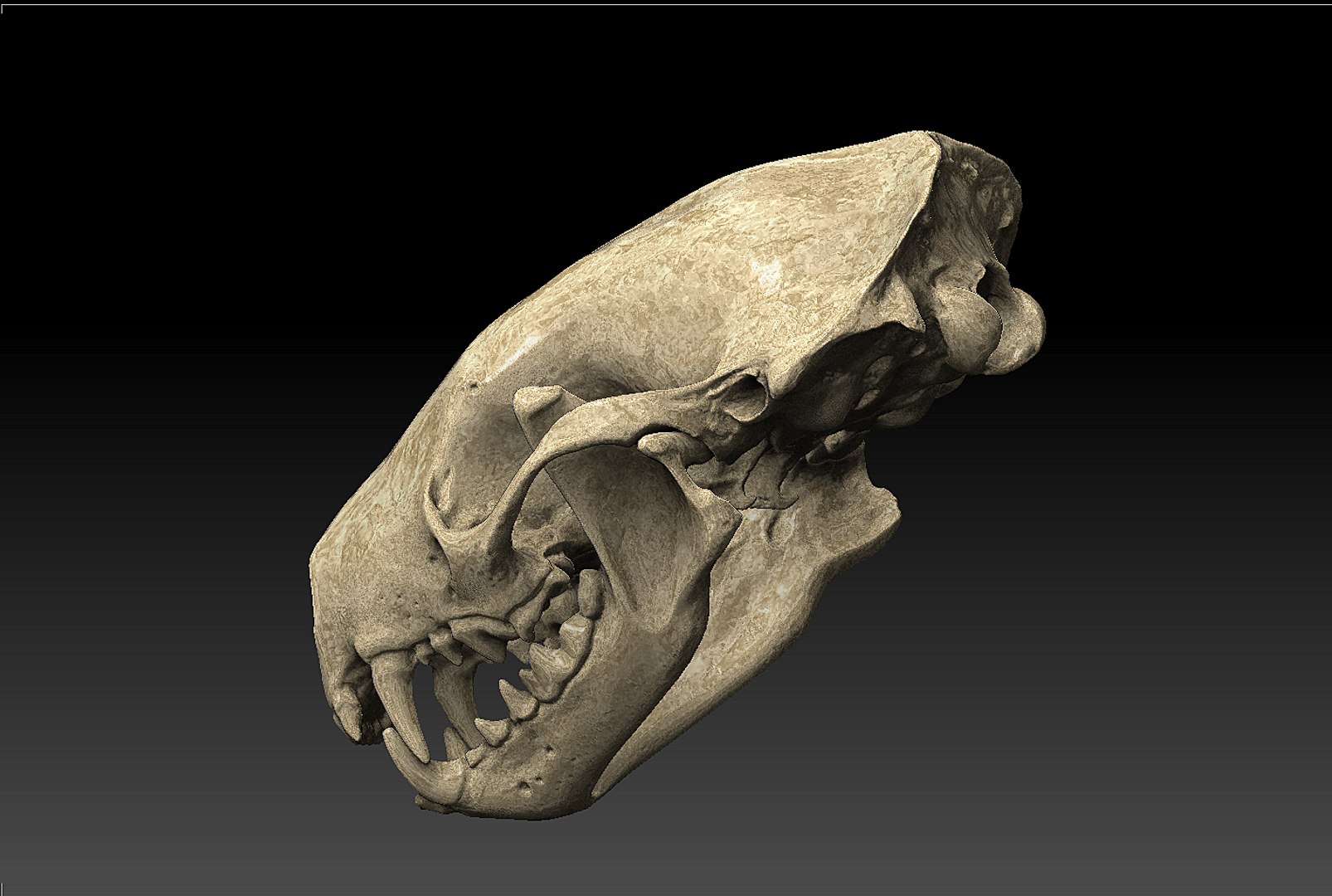 3d Pine Marten Model