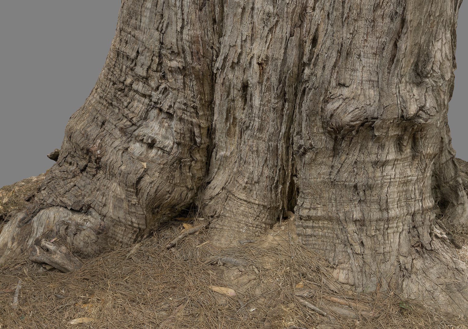 Tree 3D Scan 4x16k Textures 3D model - TurboSquid 1795738