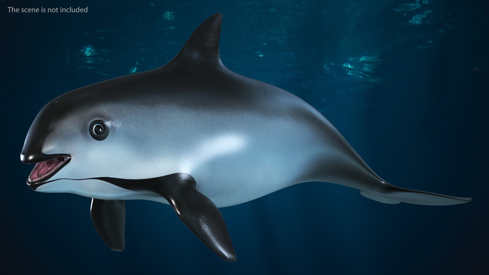Smallest Cetacean Vaquita Rigged 3D Model - TurboSquid 2185888