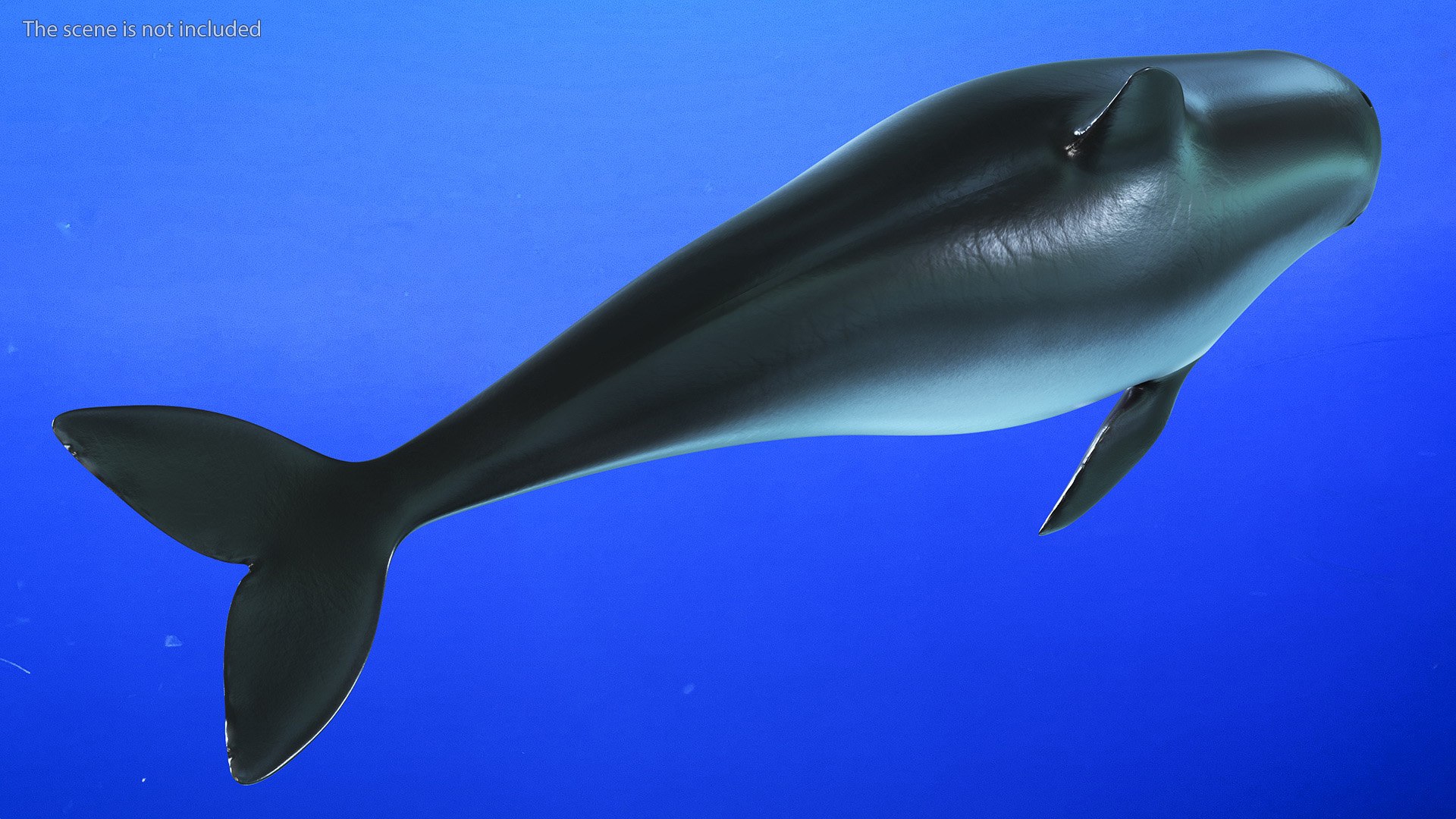 Smallest Cetacean Vaquita Rigged 3D Model - TurboSquid 2185888