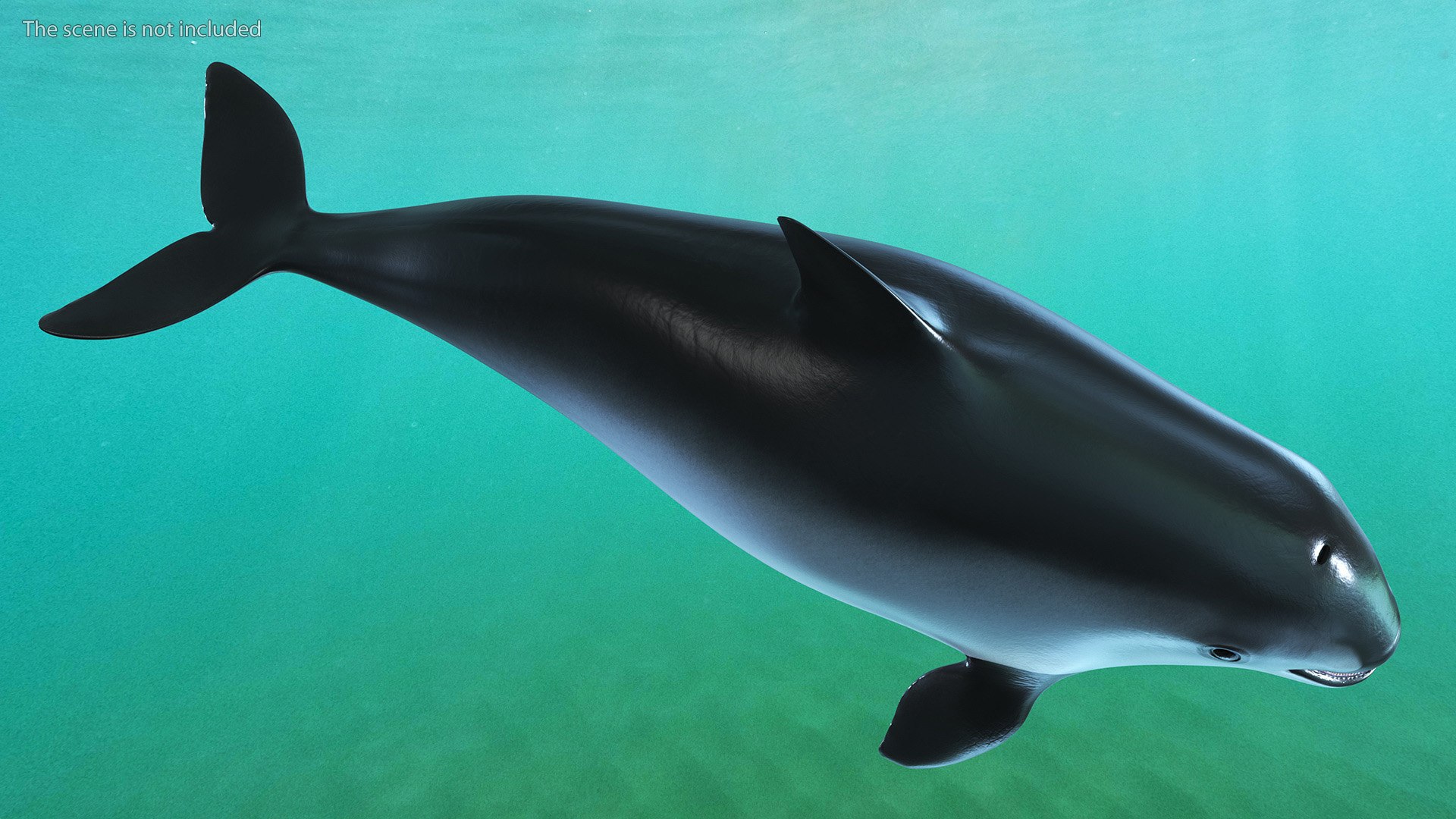 Smallest Cetacean Vaquita Rigged 3D Model - TurboSquid 2185888