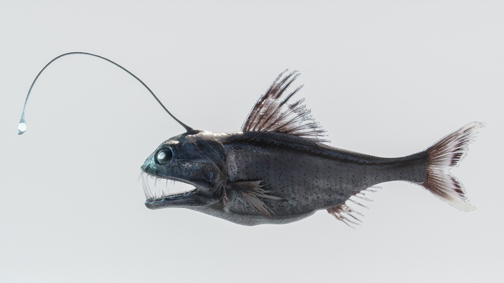 3D Angler Deep Sea Fish Model - TurboSquid 1893166