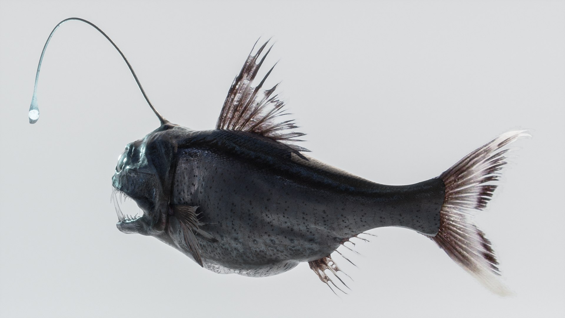 3D Angler Deep Sea Fish Model - TurboSquid 1893166