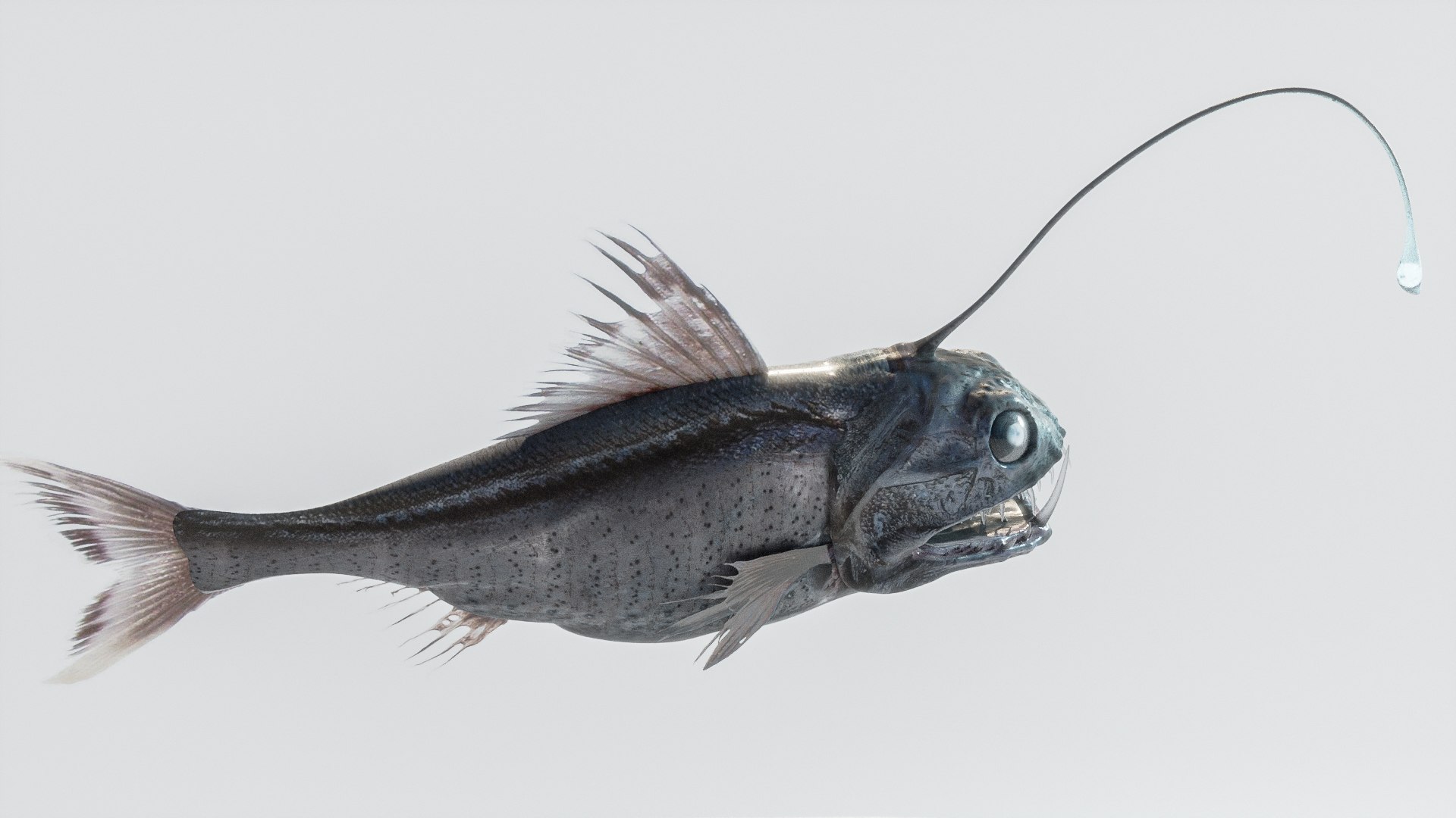 3D Angler Deep Sea Fish Model - TurboSquid 1893166