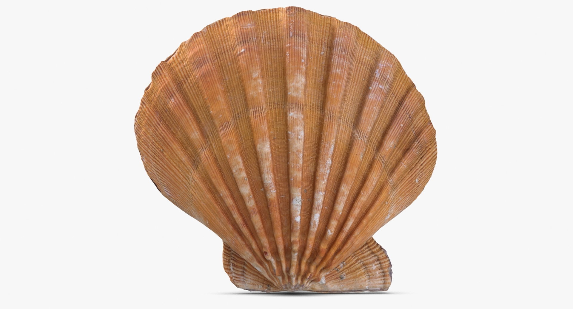 3ds Sea Shell