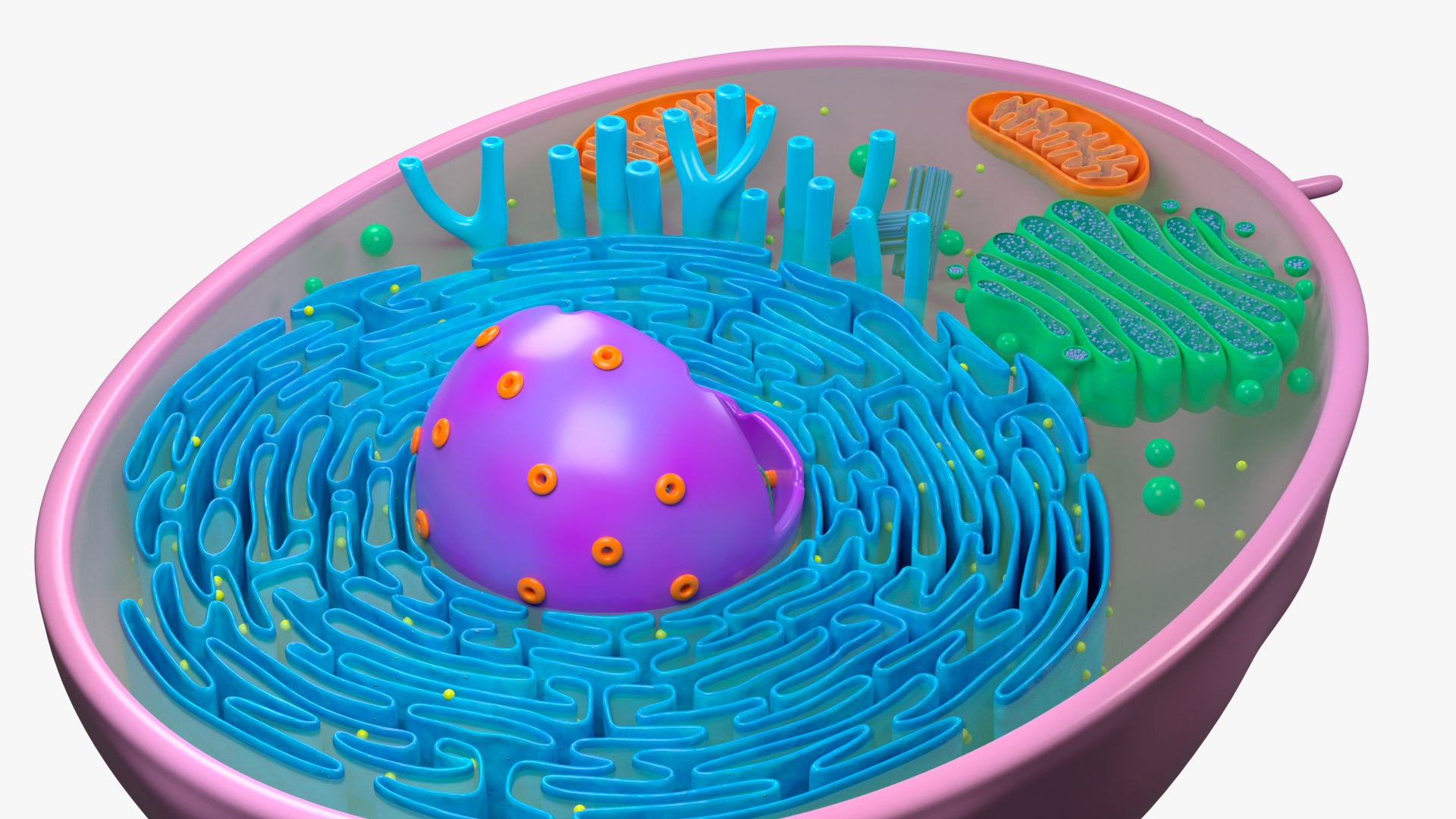 Animal Cell Model - TurboSquid 1969577