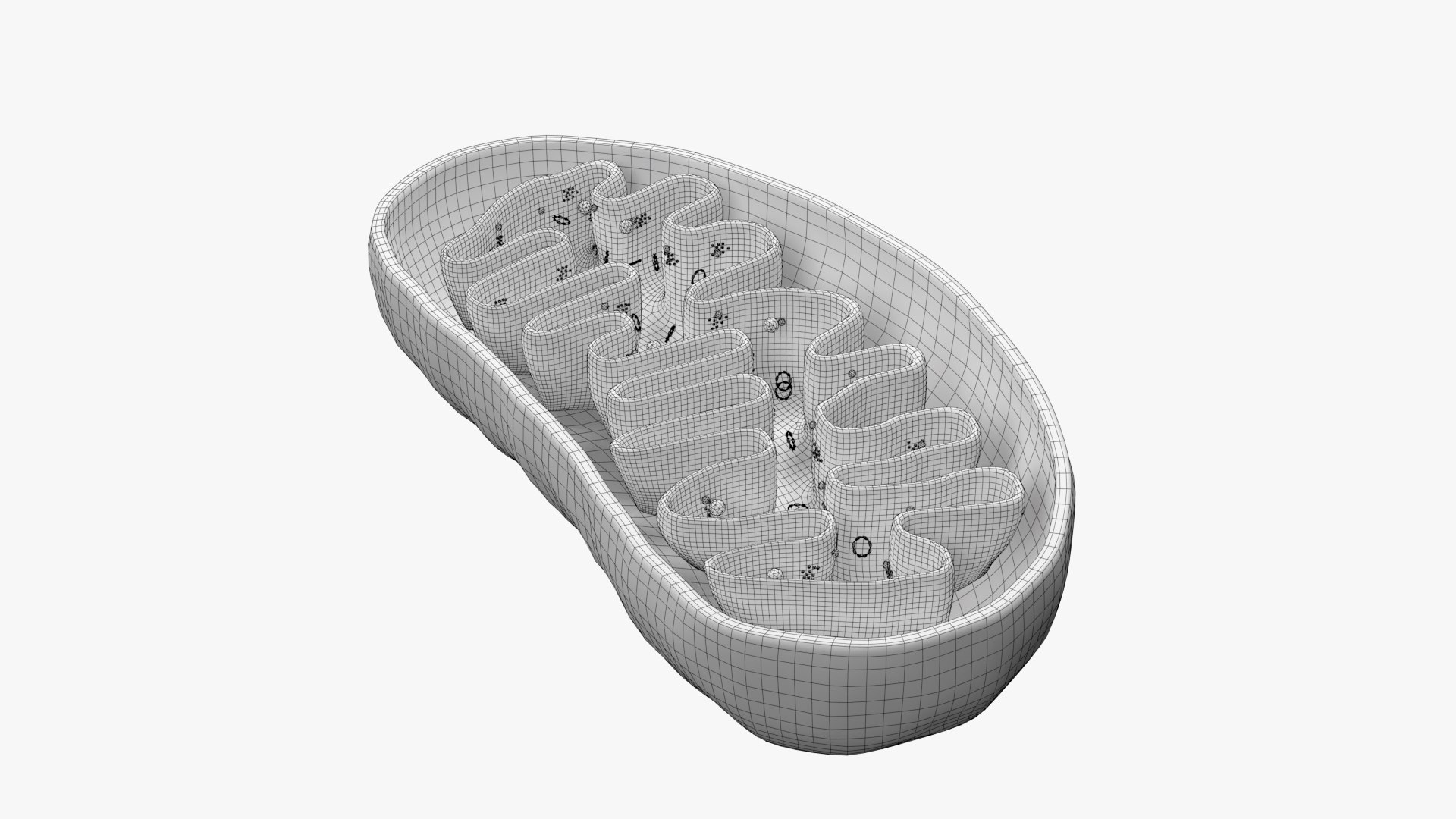 Animal Cell Model - TurboSquid 1969577