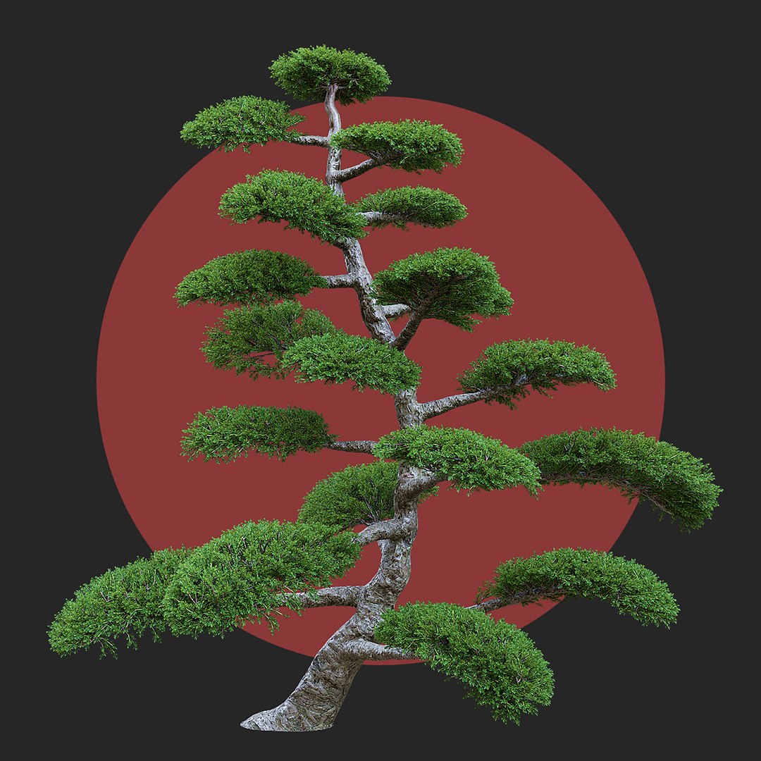 3D Juniperus Niwaki 2 Model - TurboSquid 2289452