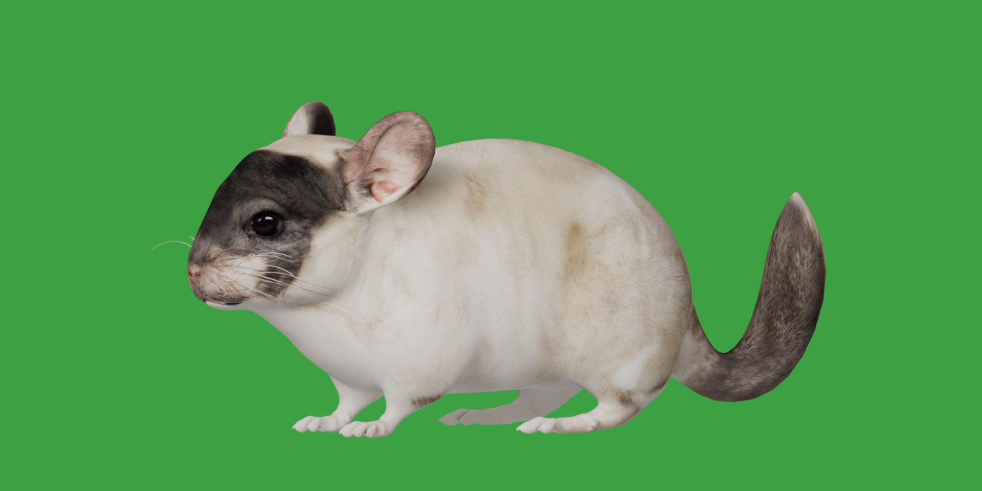 3D Chinchilla - TurboSquid 2333233
