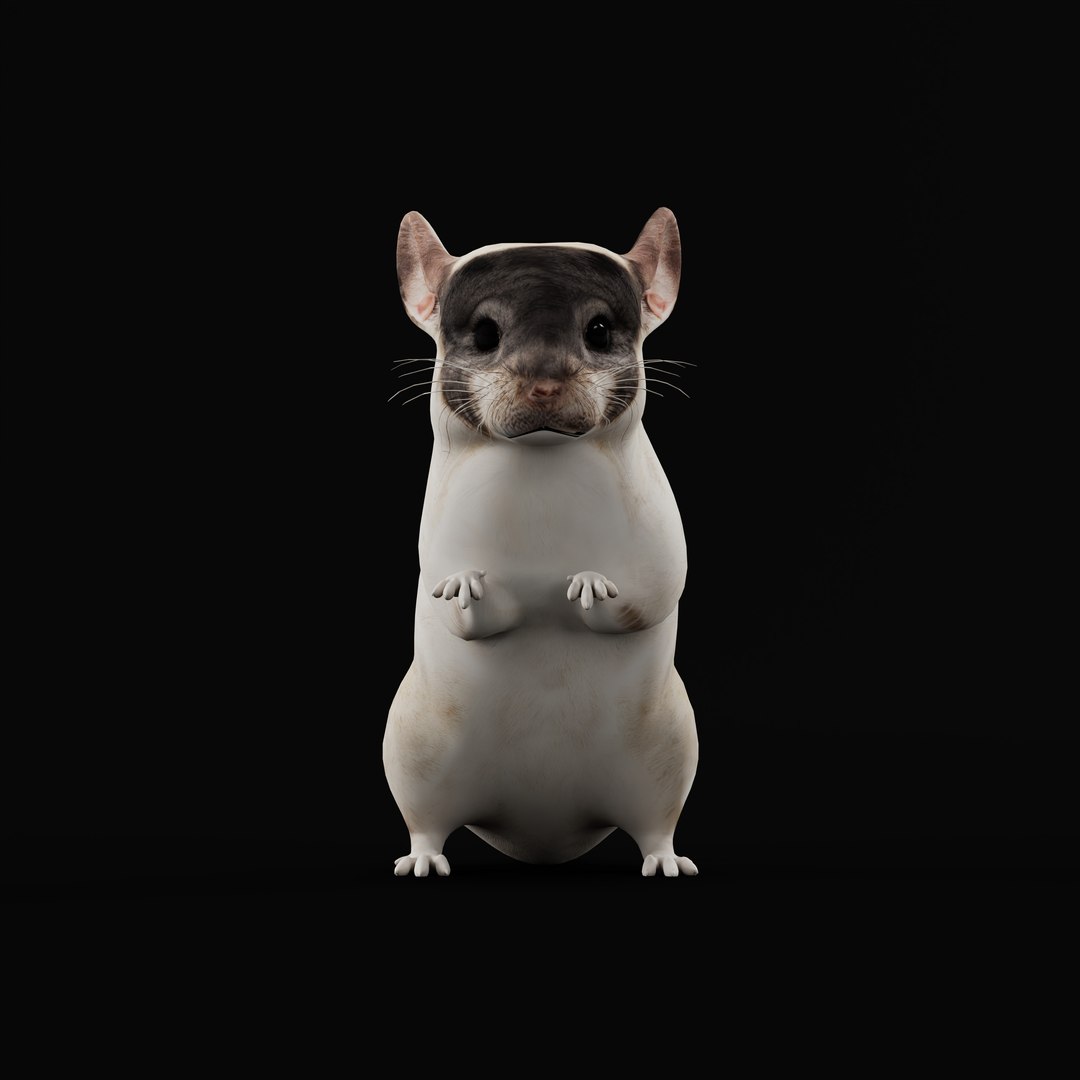 3D Chinchilla - TurboSquid 2333233