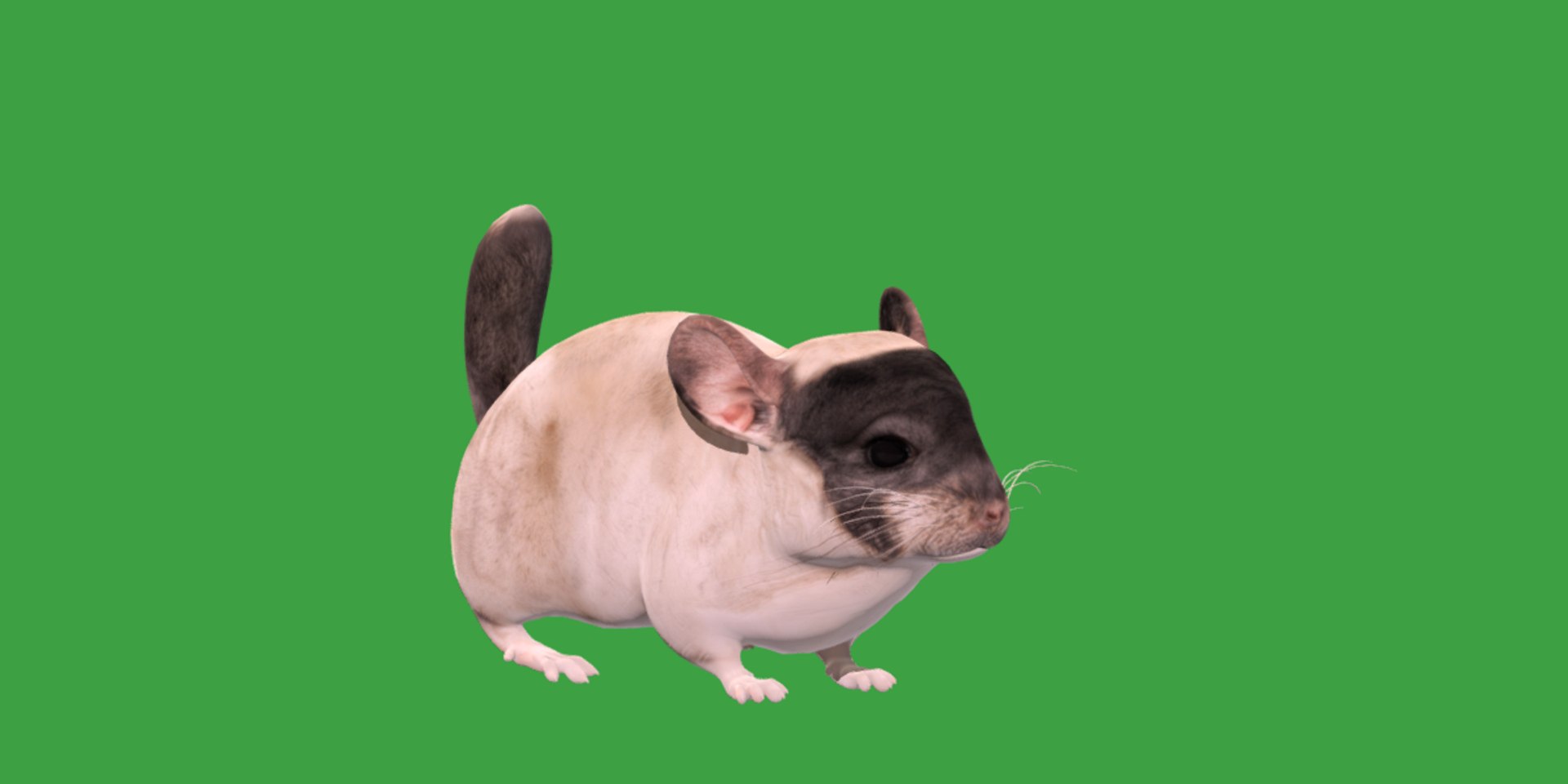 3D Chinchilla - TurboSquid 2333233