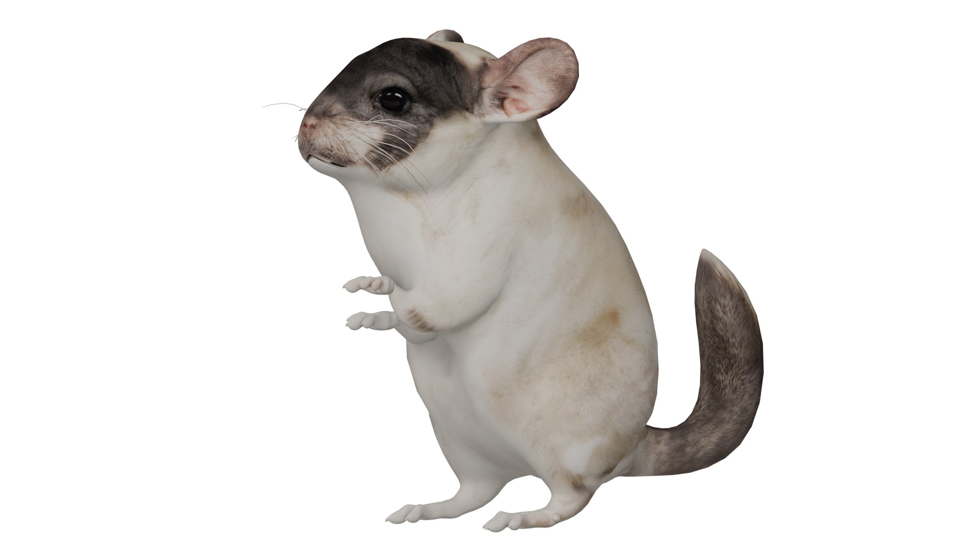 3D Chinchilla - TurboSquid 2333233