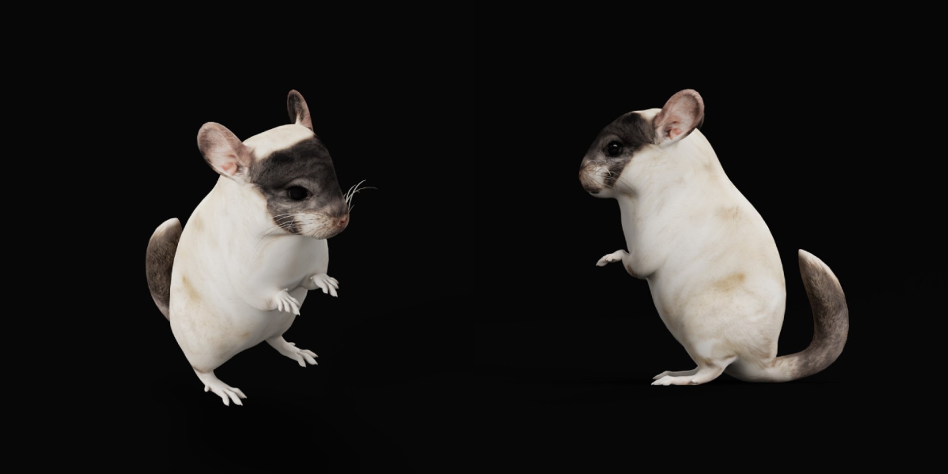 3D Chinchilla - TurboSquid 2333233