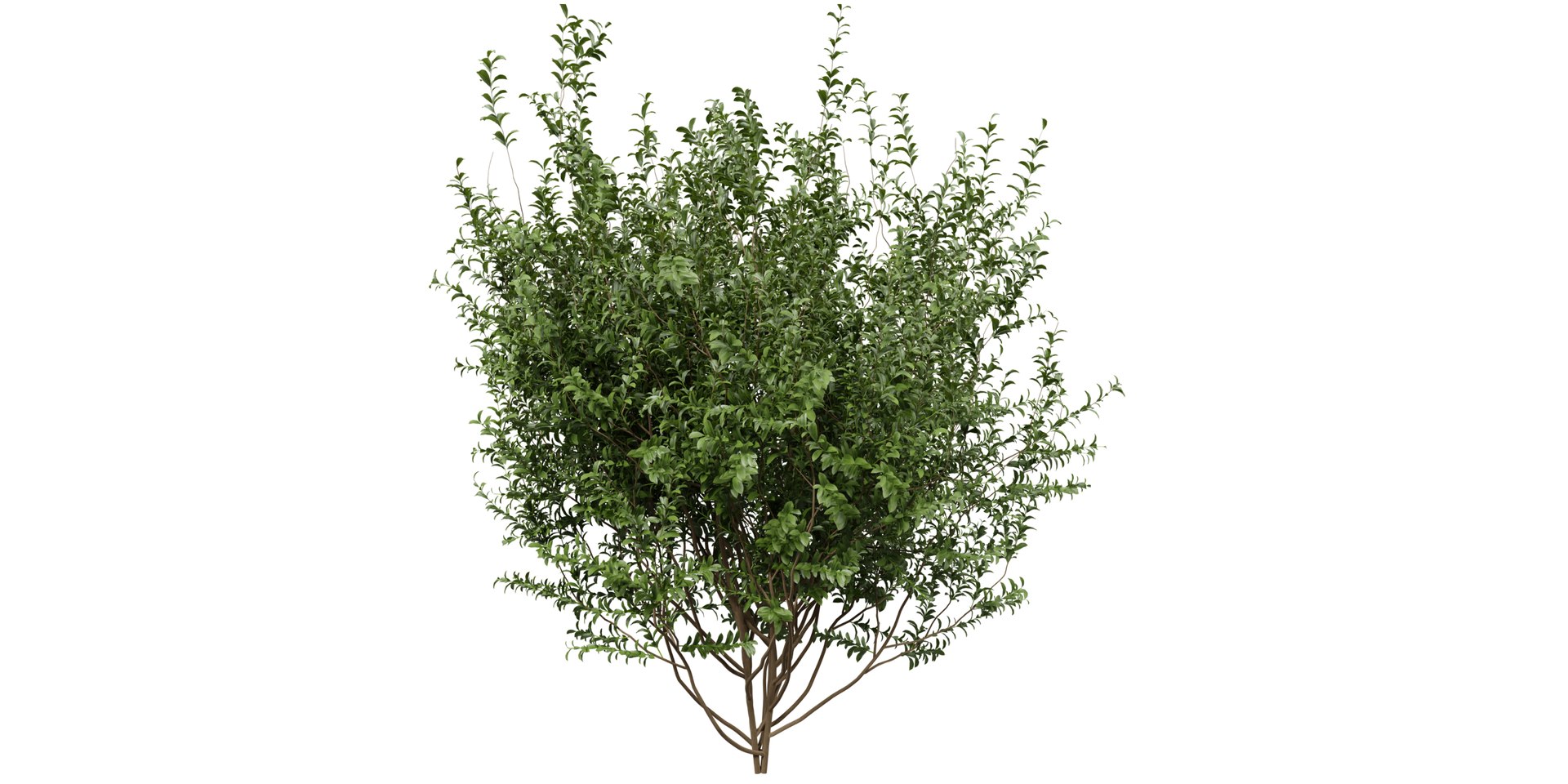 Collection plant vol 551 - blender model 3D - TurboSquid 2153490