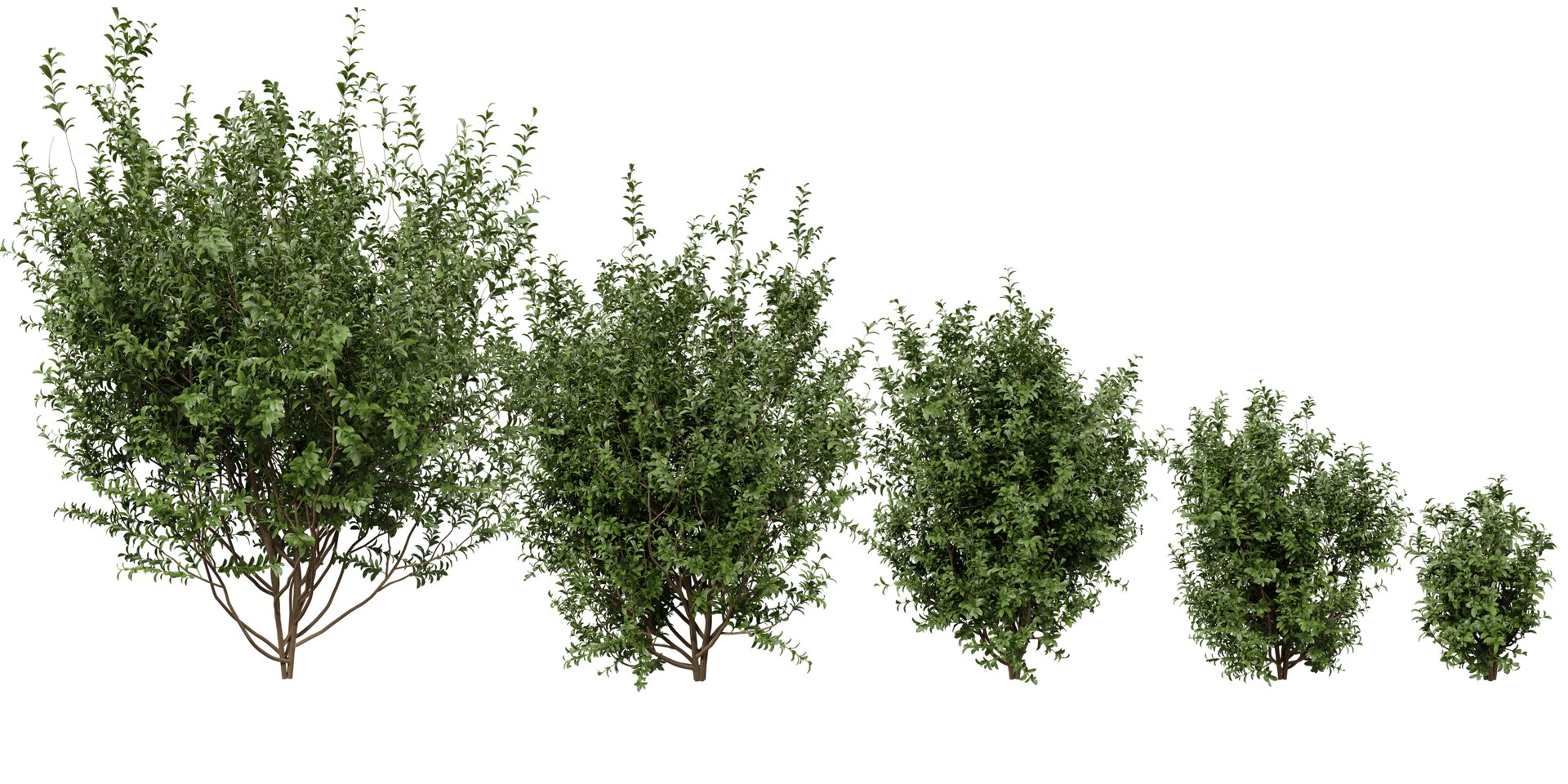 Collection plant vol 551 - blender model 3D - TurboSquid 2153490
