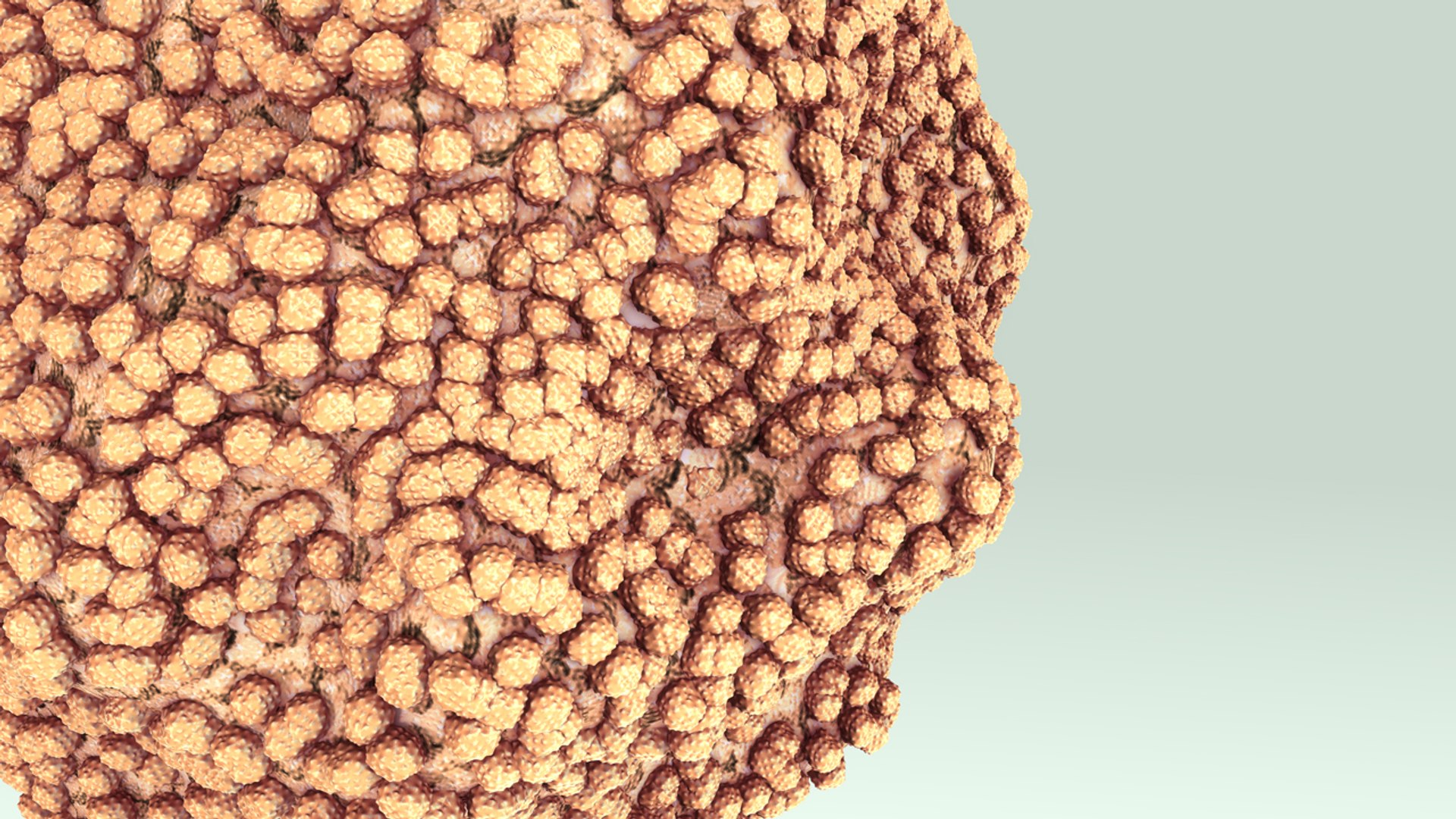 3d rheumatoid arthritis anatomy