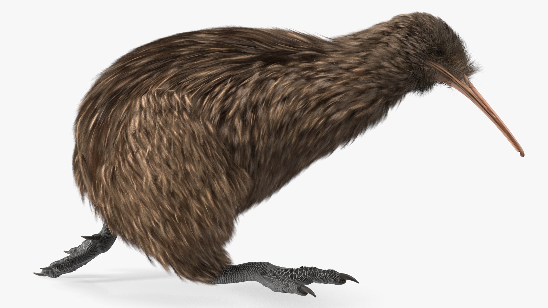 3D Run Pose Kiwi Bird Fur - TurboSquid 2104089