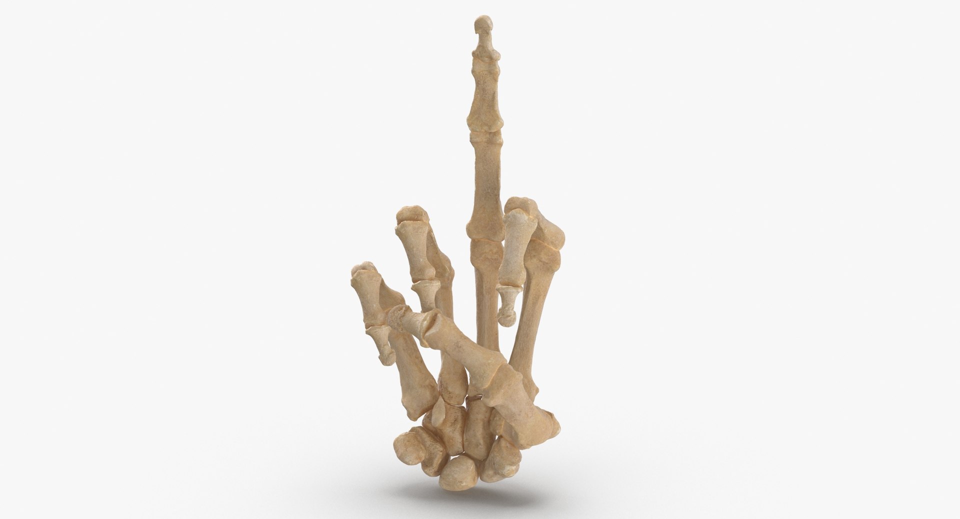 Human Hand Bones Middle Finger Sign White And Yellow Collection 01 - 2 ...