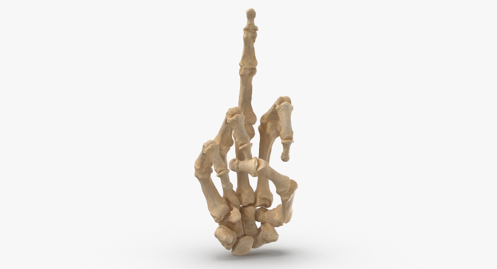 Human Hand Bones Middle Finger Sign White And Yellow Collection 01 - 2 ...