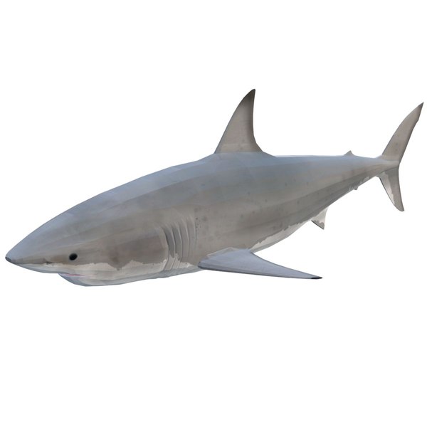 화이트 포인터 3D 모델 3D 모델 - TurboSquid 2313667