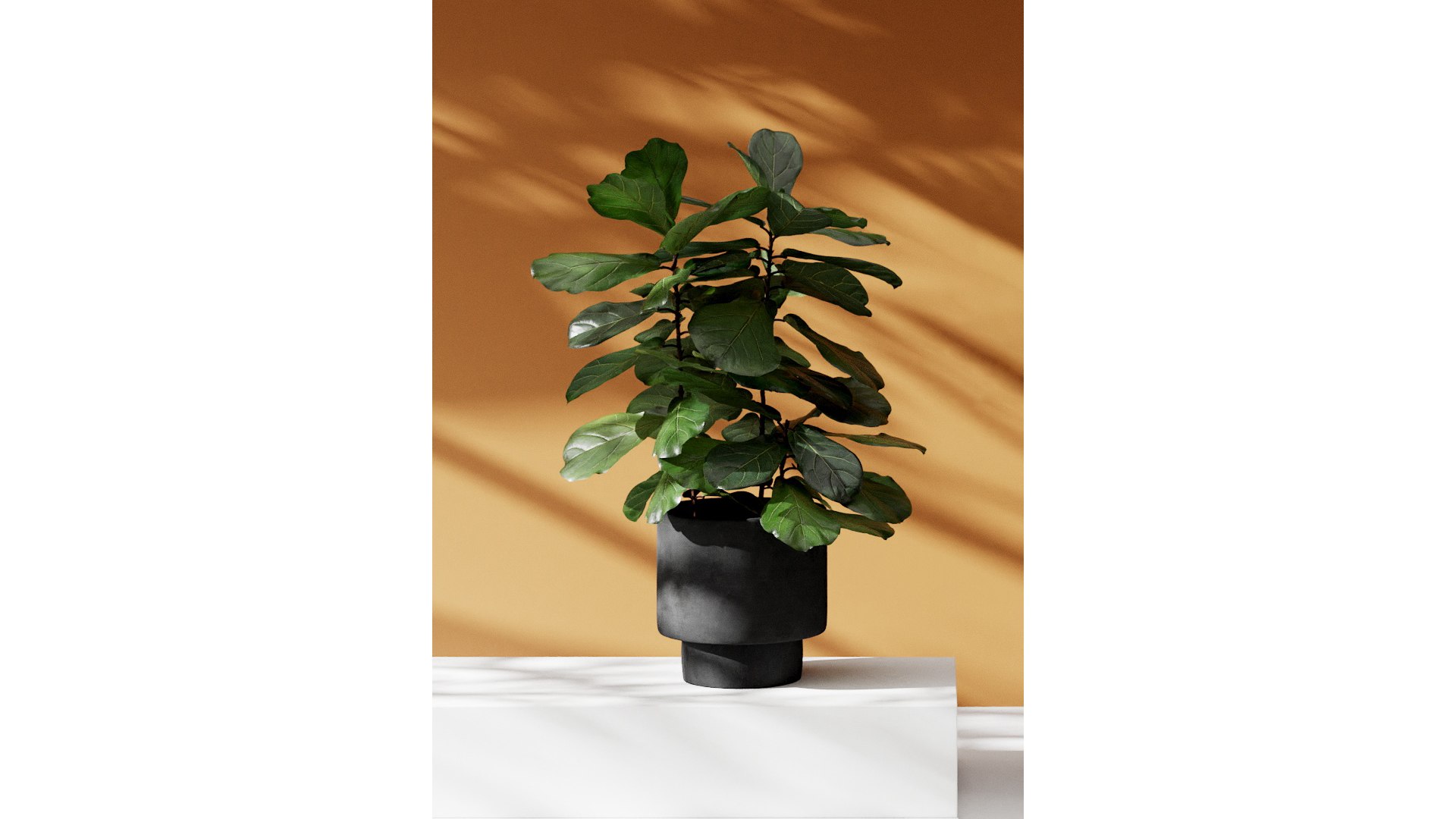 Ficus Lyrata Fiddle Leaf Fig S 3D - TurboSquid 2228854