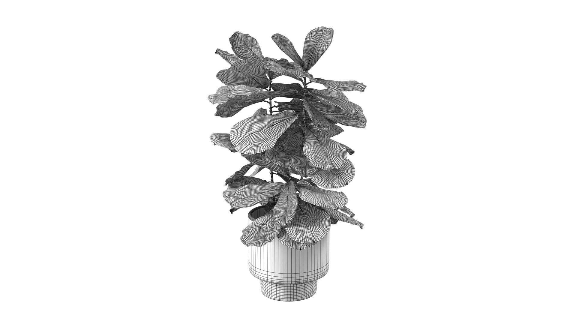 Ficus Lyrata Fiddle Leaf Fig S 3D - TurboSquid 2228854