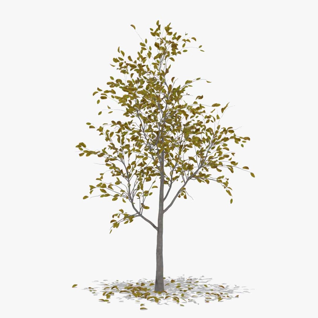 3D Pear Autumn Hight Model - TurboSquid 1628858